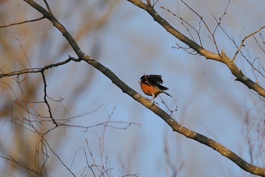 Otterrute Bilder – Durchsuchen 103 Archivfotos, Vektorgrafiken und ...