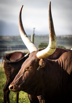 Ankoli Images – Browse 39 Stock Photos, Vectors, and Video | Adobe Stock