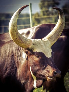 Ankoli Images – Browse 39 Stock Photos, Vectors, and Video | Adobe Stock