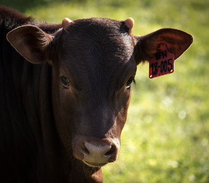 Ankoli Images – Browse 39 Stock Photos, Vectors, and Video | Adobe Stock