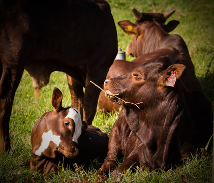 Ankoli Images – Browse 39 Stock Photos, Vectors, and Video | Adobe Stock