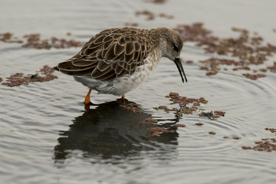 Brushane bilder – Bläddra bland 11,858 stockfoton, vektorer och videor ...