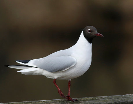 Chatterbox Images – Browse 920 Stock Photos, Vectors, and Video | Adobe ...