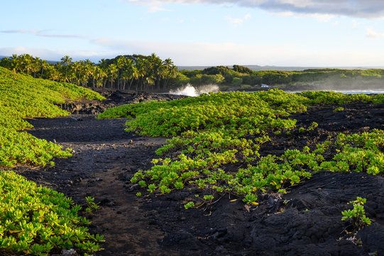 「Punaluu」の画像 - 550 件の Stock 写真、ベクターおよびビデオ | Adobe Stock