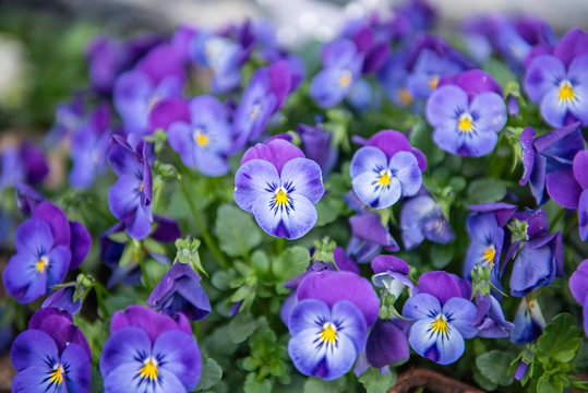 Pancy Bilder – Durchsuchen 435 Archivfotos, Vektorgrafiken und Videos ...