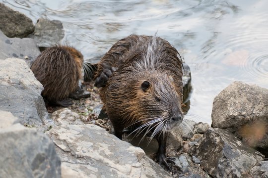 Caviomorpha Bilder – Durchsuchen 381 Archivfotos, Vektorgrafiken und ...