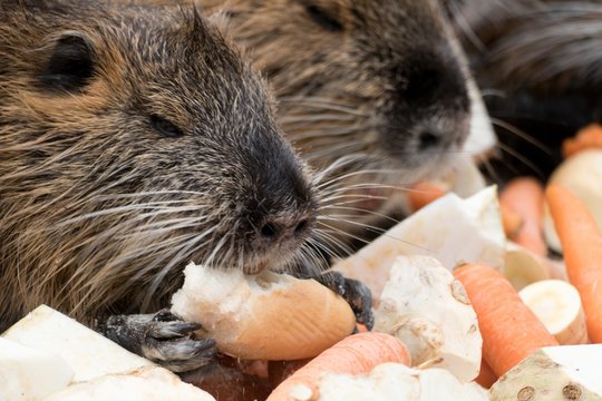 Caviomorpha Bilder – Durchsuchen 440 Archivfotos, Vektorgrafiken und ...