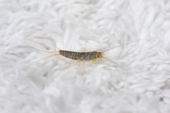 Silverfish Images – Browse 3,507 Stock Photos, Vectors, and Video ...