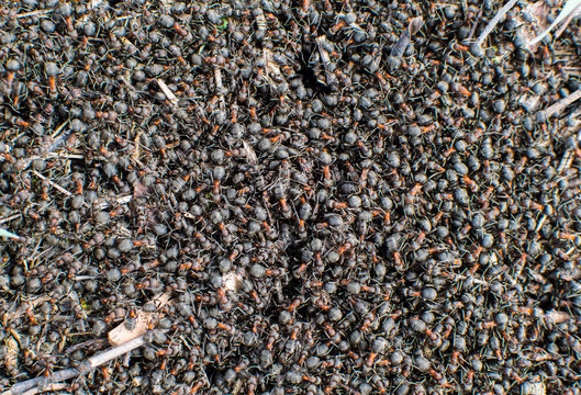 "Many Ants"-Bilder: Stock-Fotos & -Videos. | Adobe Stock