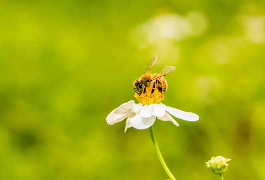 Free Bee Images – Browse 2,411 Free Stock Photos, Vectors, and Video ...