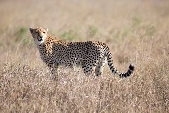 รูปภาพGepard – เลือกดูภาพถ่ายสต็อก เวกเตอร์ และวิดีโอ5,567 | Adobe Stock