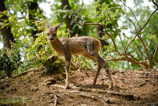 รูปภาพChevrillard – เลือกดูภาพถ่ายสต็อก เวกเตอร์ และวิดีโอ136 | Adobe Stock