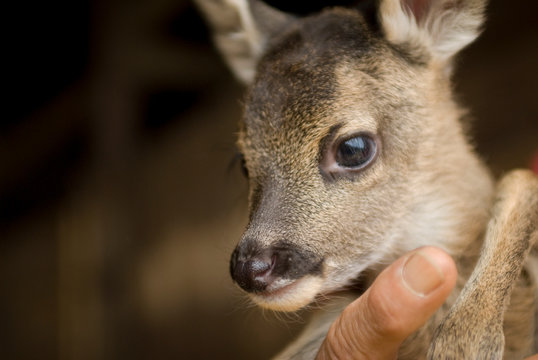 รูปภาพChevrillard – เลือกดูภาพถ่ายสต็อก เวกเตอร์ และวิดีโอ136 | Adobe Stock