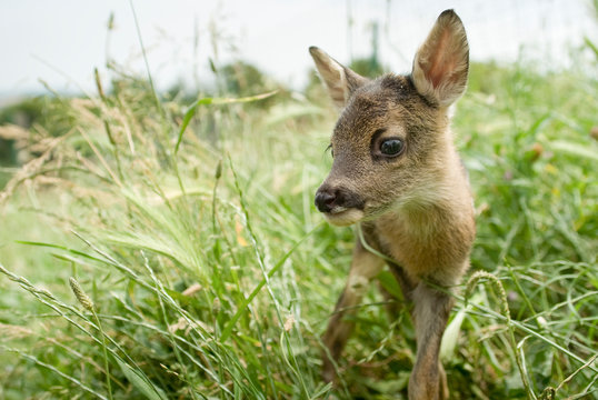 รูปภาพChevrillard – เลือกดูภาพถ่ายสต็อก เวกเตอร์ และวิดีโอ137 | Adobe Stock