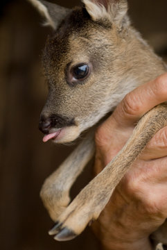 รูปภาพChevrillard – เลือกดูภาพถ่ายสต็อก เวกเตอร์ และวิดีโอ136 | Adobe Stock