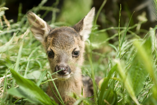 รูปภาพChevrillard – เลือกดูภาพถ่ายสต็อก เวกเตอร์ และวิดีโอ136 | Adobe Stock