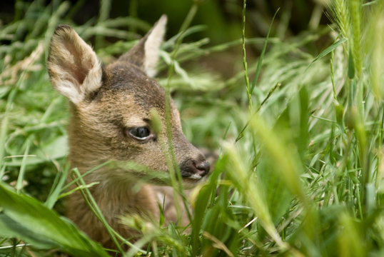 รูปภาพChevrillard – เลือกดูภาพถ่ายสต็อก เวกเตอร์ และวิดีโอ137 | Adobe Stock