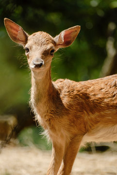 รูปภาพChevrillard – เลือกดูภาพถ่ายสต็อก เวกเตอร์ และวิดีโอ136 | Adobe Stock