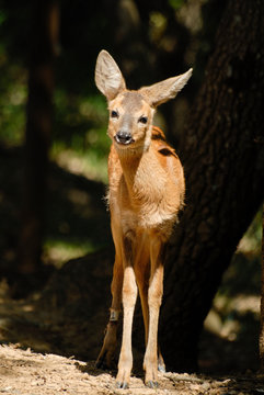 รูปภาพChevrillard – เลือกดูภาพถ่ายสต็อก เวกเตอร์ และวิดีโอ136 | Adobe Stock