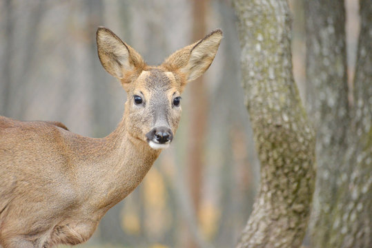 รูปภาพChevrillard – เลือกดูภาพถ่ายสต็อก เวกเตอร์ และวิดีโอ137 | Adobe Stock
