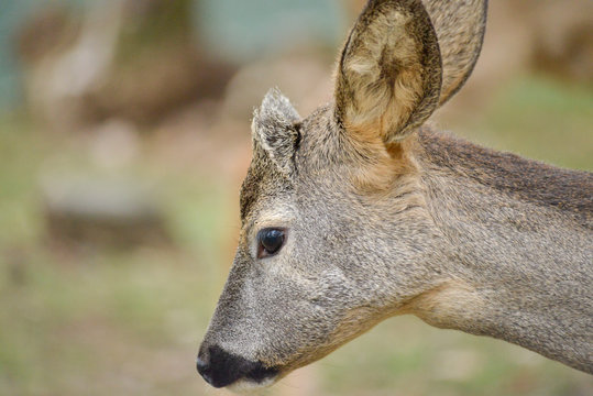 รูปภาพChevrillard – เลือกดูภาพถ่ายสต็อก เวกเตอร์ และวิดีโอ137 | Adobe Stock