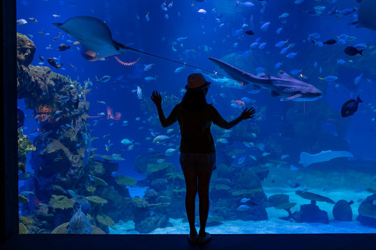 รูปภาพOceanarium – เลือกดูภาพถ่ายสต็อก เวกเตอร์ และวิดีโอ12,778 | Adobe ...