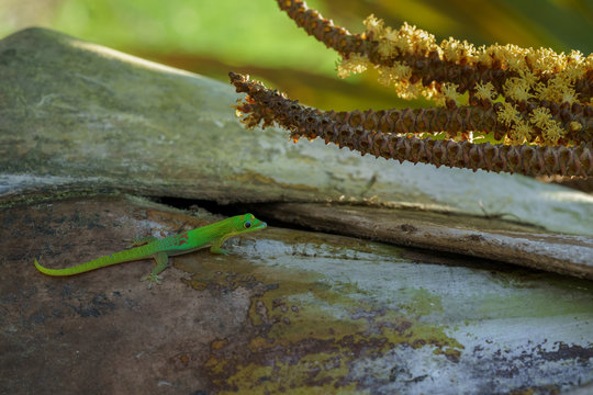 รูปภาพAsticot – เลือกดูภาพถ่ายสต็อก เวกเตอร์ และวิดีโอ554 | Adobe Stock