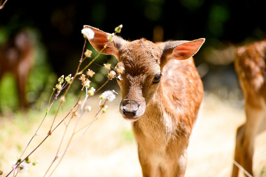 รูปภาพChevrillard – เลือกดูภาพถ่ายสต็อก เวกเตอร์ และวิดีโอ136 | Adobe Stock
