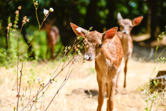 รูปภาพChevrillard – เลือกดูภาพถ่ายสต็อก เวกเตอร์ และวิดีโอ137 | Adobe Stock