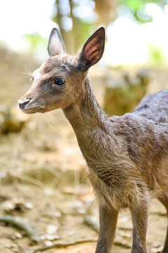 รูปภาพChevrillard – เลือกดูภาพถ่ายสต็อก เวกเตอร์ และวิดีโอ136 | Adobe Stock