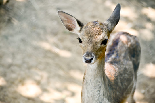 รูปภาพChevrillard – เลือกดูภาพถ่ายสต็อก เวกเตอร์ และวิดีโอ137 | Adobe Stock