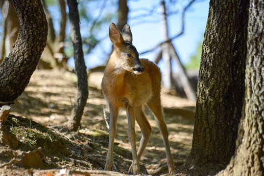 รูปภาพChevrillard – เลือกดูภาพถ่ายสต็อก เวกเตอร์ และวิดีโอ136 | Adobe Stock