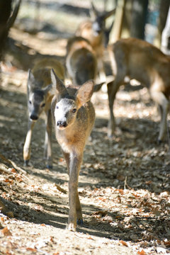 รูปภาพChevrillard – เลือกดูภาพถ่ายสต็อก เวกเตอร์ และวิดีโอ136 | Adobe Stock