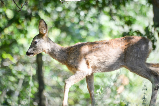 รูปภาพChevrillard – เลือกดูภาพถ่ายสต็อก เวกเตอร์ และวิดีโอ136 | Adobe Stock