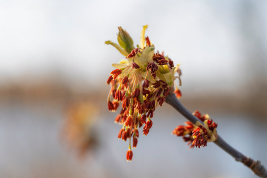 "Manitoba Maple"-Bilder: Stock-Fotos & -Videos. | Adobe Stock