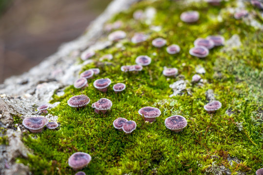 รูปภาพPanu – เลือกดูภาพถ่ายสต็อก เวกเตอร์ และวิดีโอ176 | Adobe Stock