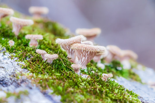 รูปภาพPanu – เลือกดูภาพถ่ายสต็อก เวกเตอร์ และวิดีโอ130 | Adobe Stock