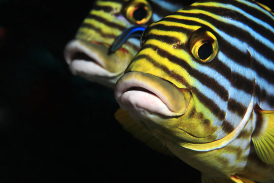 Imágenes de Sweetlips: descubre bancos de fotos, ilustraciones ...