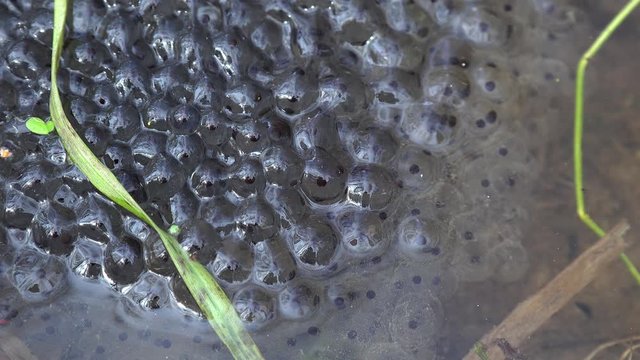 Hoptoad Bilder – Durchsuchen 561 Archivfotos, Vektorgrafiken und Videos ...