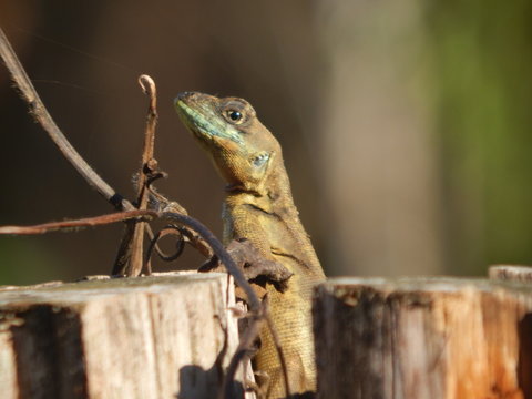 Calango Bilder – Durchsuchen 333 Archivfotos, Vektorgrafiken und Videos ...