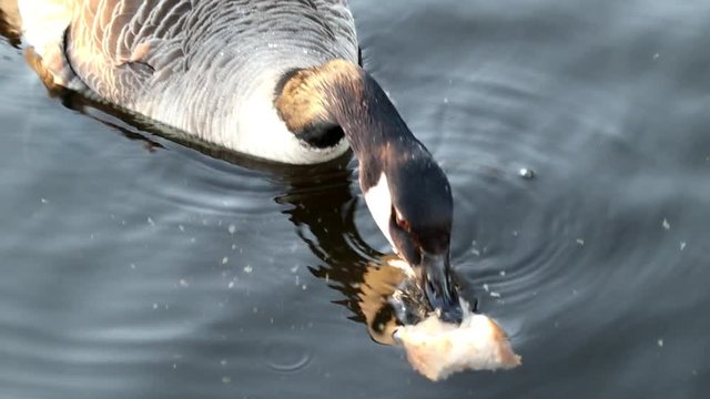 「Avialae」の画像 - 500 件の Stock 写真、ベクターおよびビデオ | Adobe Stock