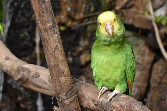 LAS 127 MEJORES IMÁGENES, FOTOS DE ARCHIVO Y VECTORES DE Cotorro ...