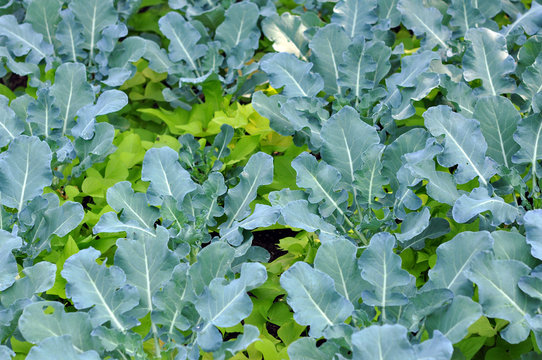 Imagens de Brassicaceae – Explore Fotografias do Stock, Vetores e ...