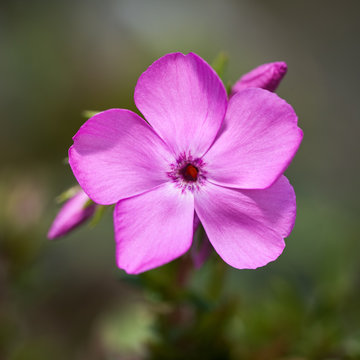 Lilla bilder – Bläddra bland 5,777 stockfoton, vektorer och videor ...