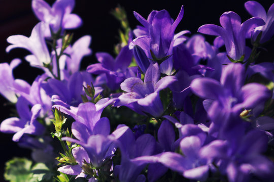 Lilane-Bilder: Stock-Fotos & -Videos. | Adobe Stock