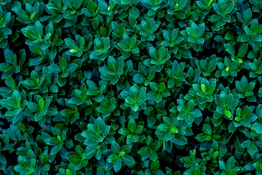 Calming Green Background Images – Browse 752,857 Stock Photos, Vectors ...