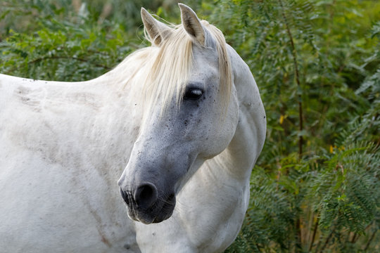 Chevalin bilder – Bläddra bland 6,610 stockfoton, vektorer och videor ...
