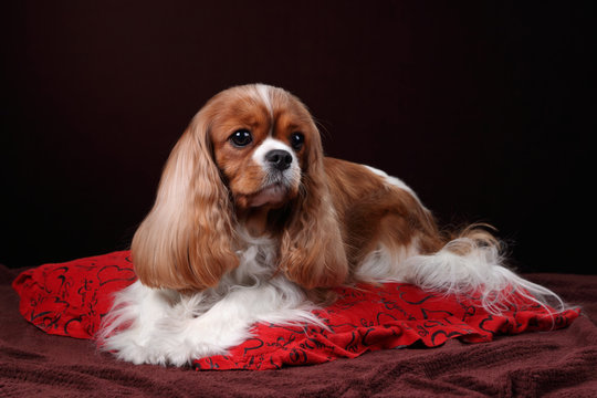 "Cavalier King Charles"-Bilder: Stock-Fotos & -Videos. | Adobe Stock