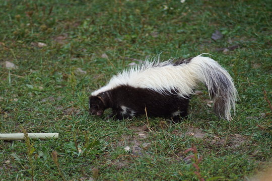 Moufette Images – Browse 197 Stock Photos, Vectors, and Video | Adobe Stock