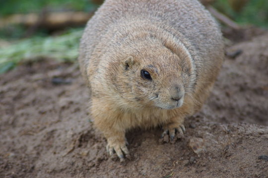 Rongeur Imagens – Procure 11,596 fotos, vetores e vídeos | Adobe Stock